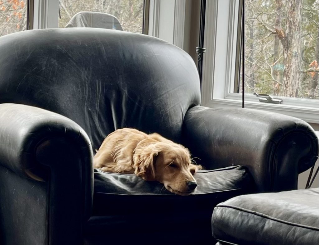 Dogs of March | smays.com